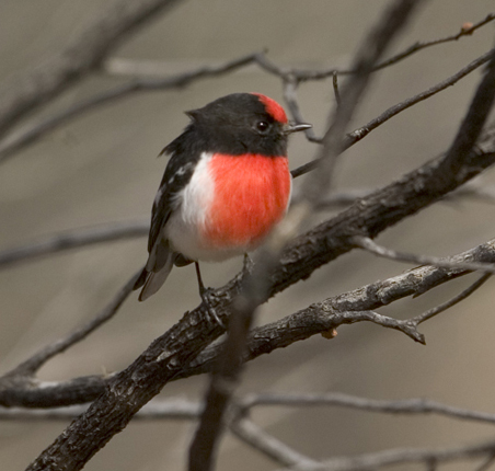 Red-capped Robin | BIRDS in BACKYARDS